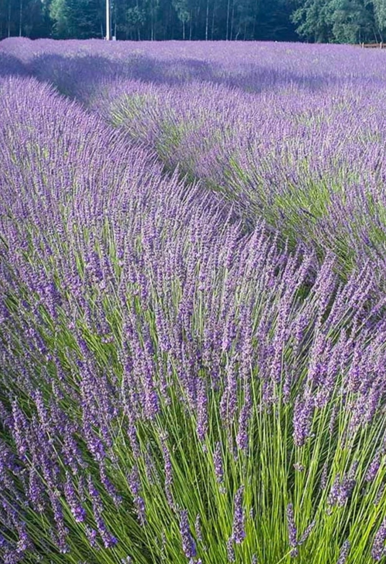 Lavender Exceptional Seeds. - Etsy