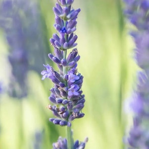 Lavender Exceptional Seeds. - Etsy