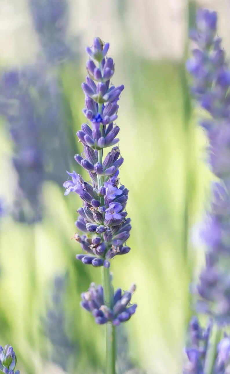 Lavender Exceptional Seeds. - Etsy
