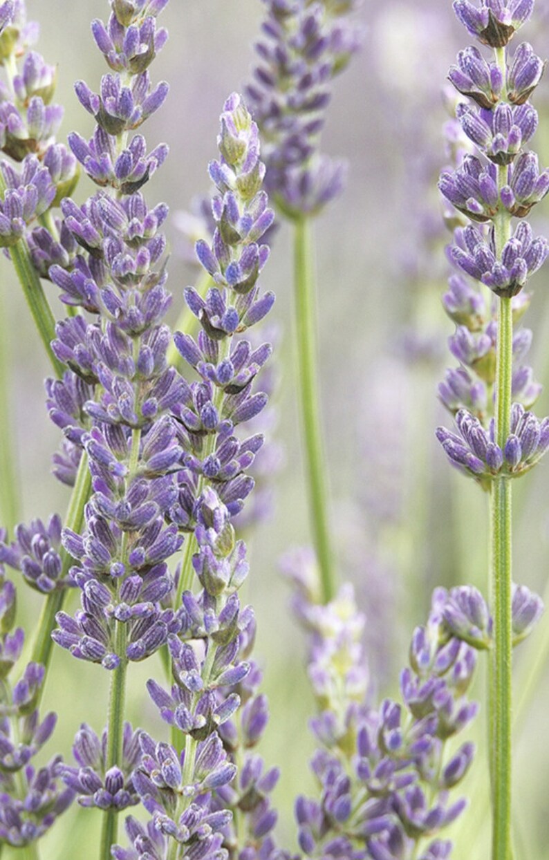 Lavender Exceptional Seeds. - Etsy