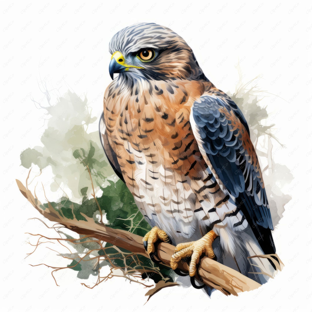 Sparrowhawk Clipart 10 High-quality Images Wall Art - Etsy