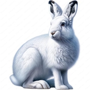 Arctic Hare Clipart | Majestic Arctic Hare Clipart Bundle | 10 High ...
