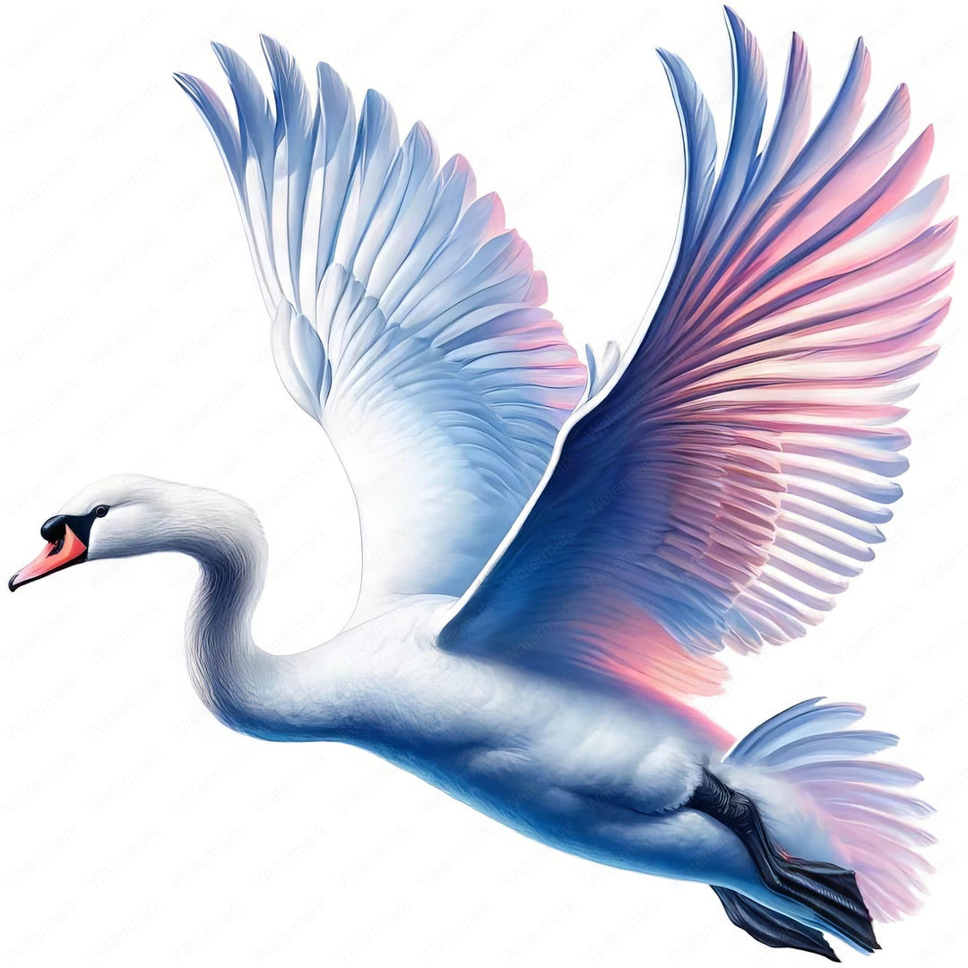 Elegant Flying Swan Clipart | Bird Art Printables (digital Download) - Etsy