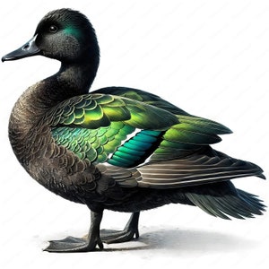 Cayuga Clipart | Elegant Cayuga Clipart Bundle | 10 High-quality ...