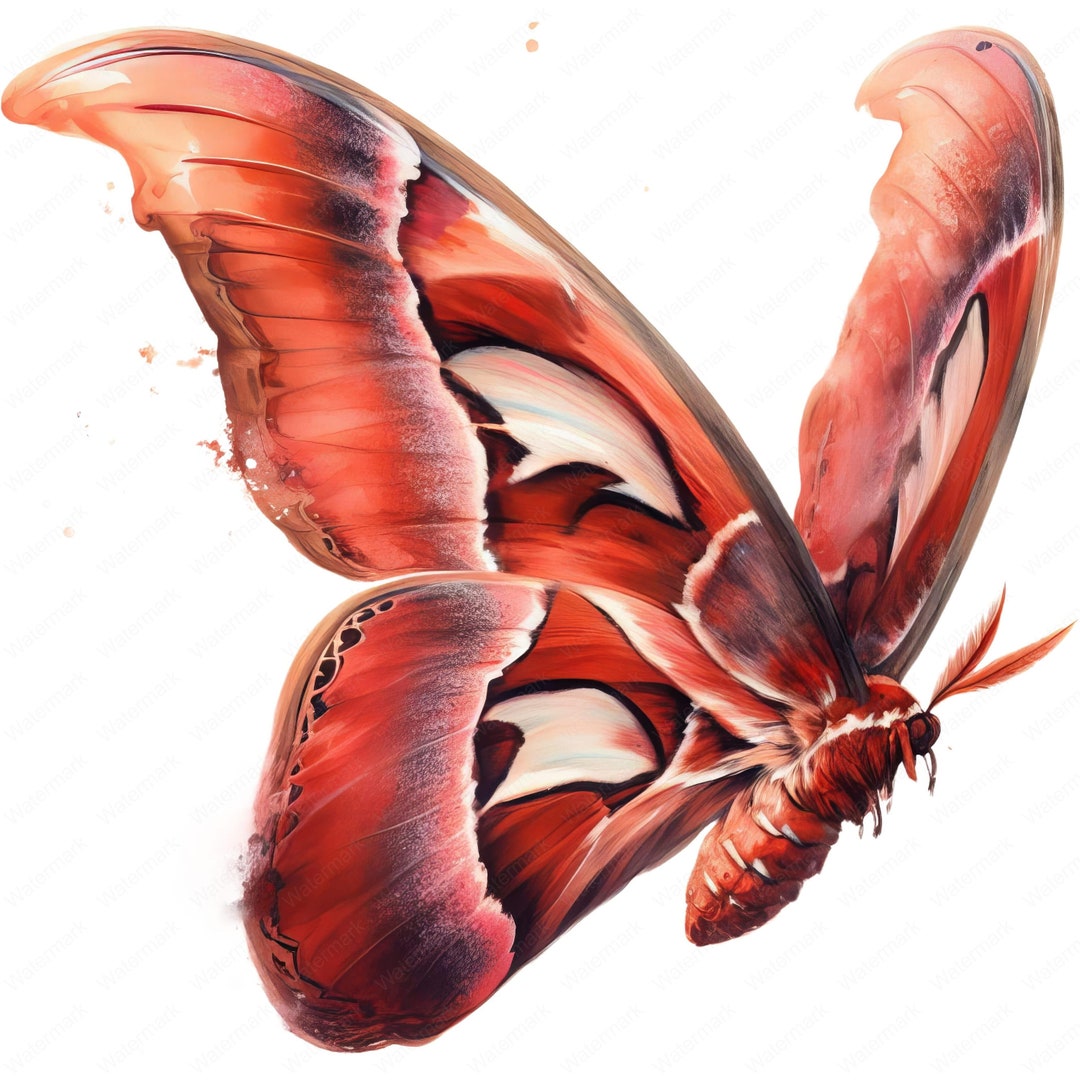 Atlas Moth Clipart | Stunning Atlas Moth Clipart Bundle | 10 High ...