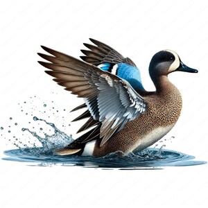 Blue-winged Teal Clipart | Elegant Blue-winged Teal Clipart Bundle | 10 ...