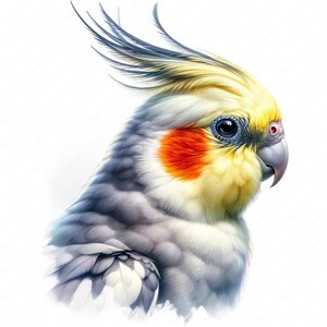Cockatiel Clipart | Colorful Cockatiel Clipart Bundle | 10 High-quality ...
