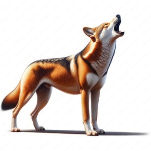 Howling Dingo Clipart: Wildlife Art Prints (digital Download) - Etsy