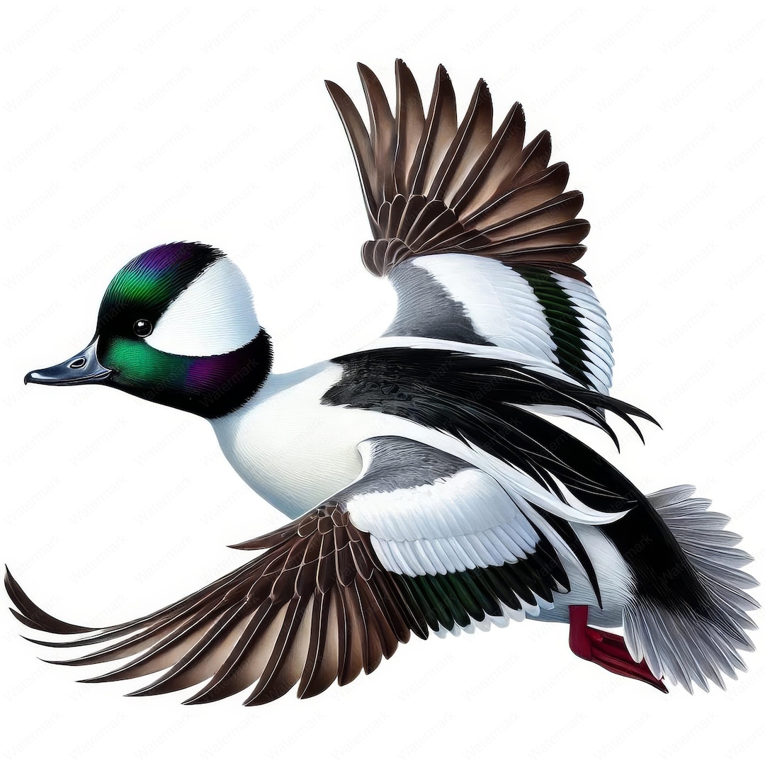 Bufflehead Clipart | Charming Bufflehead Clipart Bundle | 10 High ...