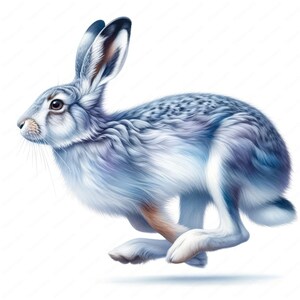 Arctic Hare Clipart Clipart Bundle 10 High-quality Images Wall Art ...