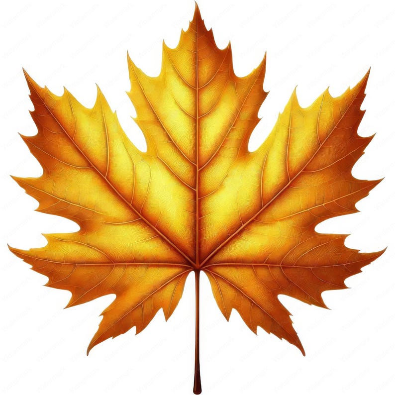 Colorful Maple Leaf Clipart Bundle: Autumn Art Printables (digital ...