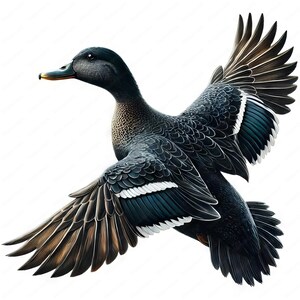 Black Duck Clipart | Elegant Black Duck Clipart Bundle | 10 High ...