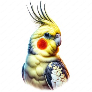 Cockatiel Clipart | Colorful Cockatiel Clipart Bundle | 10 High-quality ...