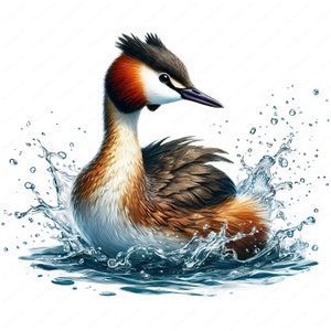 Grebe Clipart | Clipart Bundle | 10 Graceful Designs | Bird Art ...