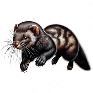 Mink Clipart | Sleek Mink Clipart Bundle | 10 High-quality Designs ...