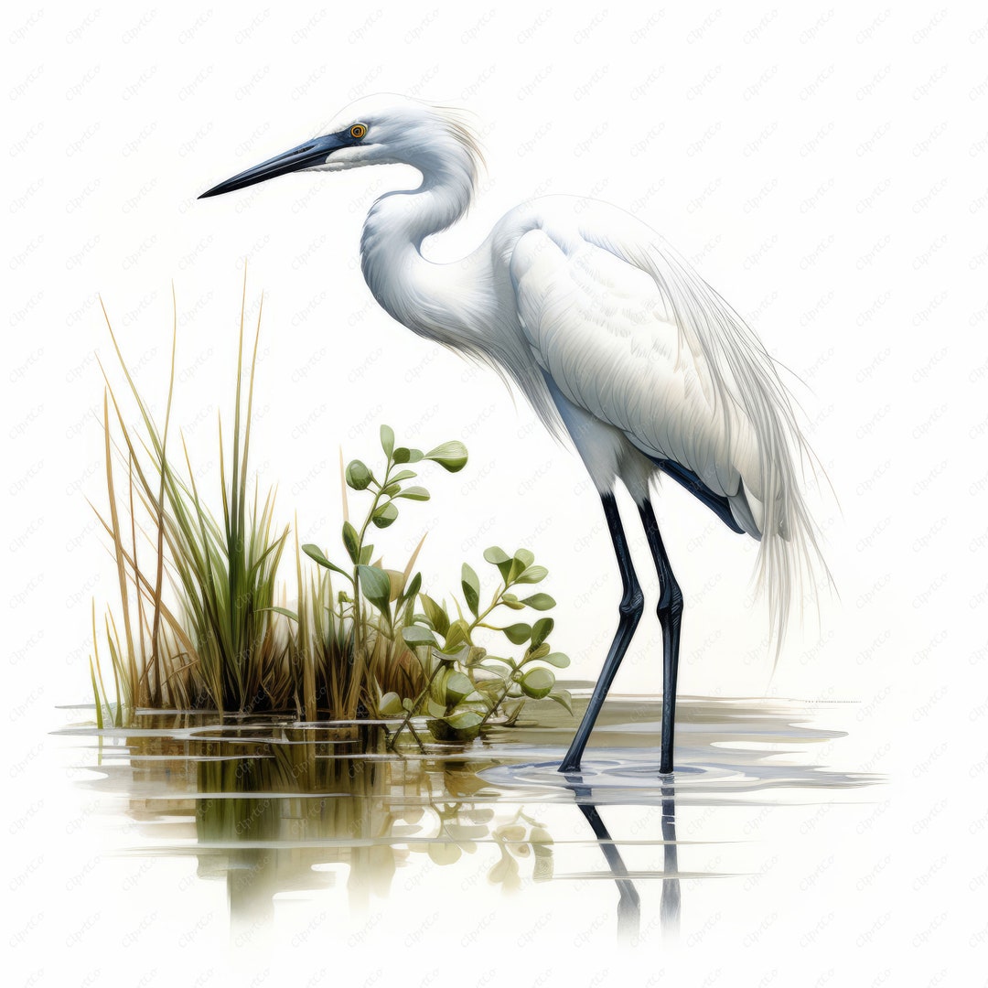 Little Egret Clipart 10 High-quality Images Wall Art Paper Craft ...