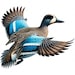 Blue-winged Teal Clipart | Elegant Blue-winged Teal Clipart Bundle | 10 ...