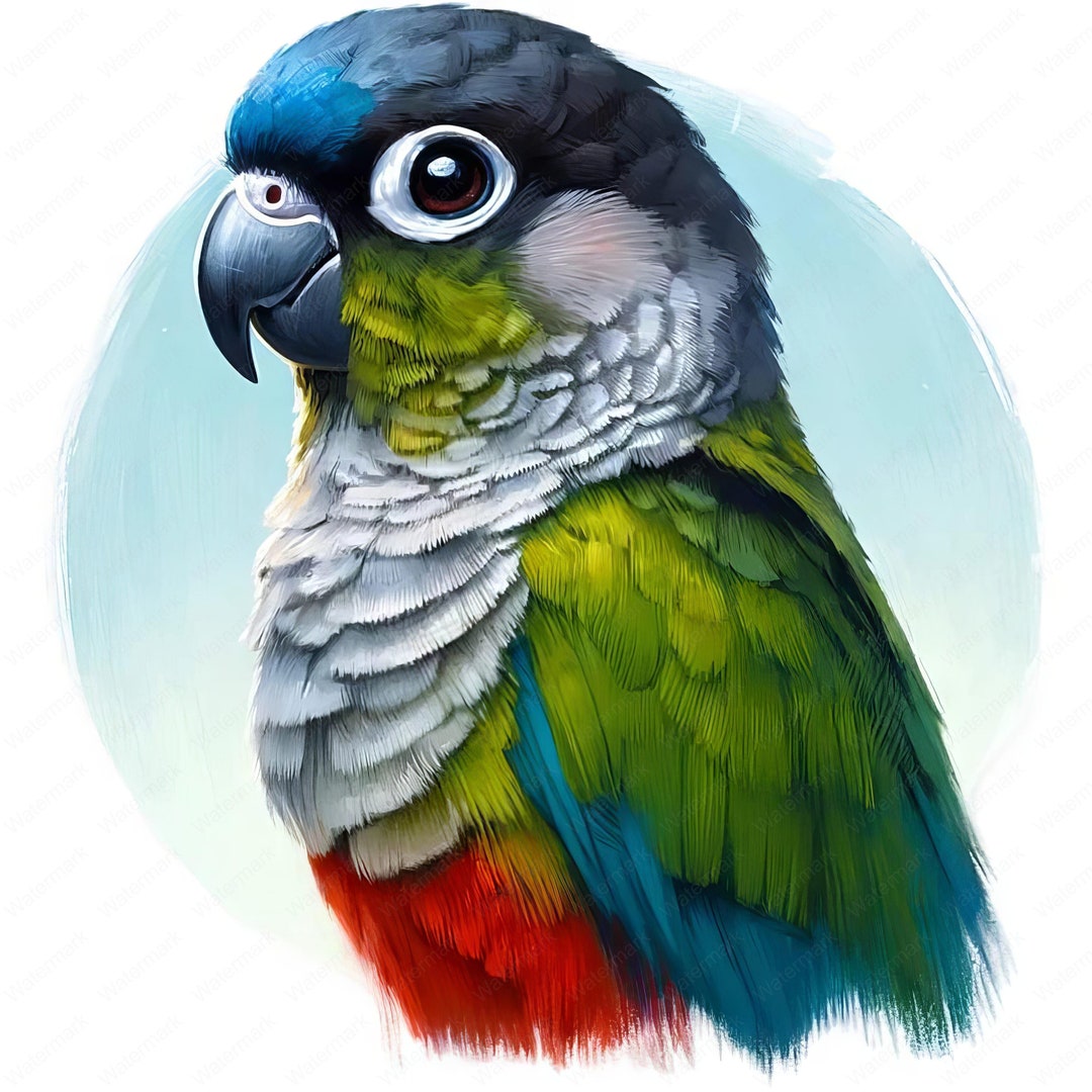 Green Cheek Conure Clipart Elegant Grey-faced Conure Clipart Bundle 10 ...