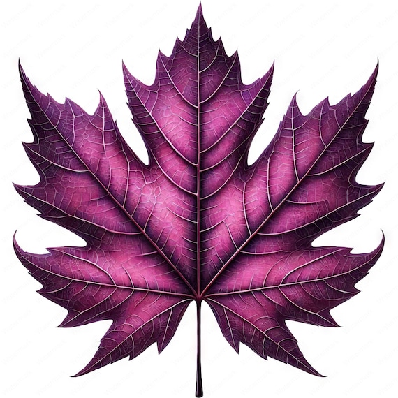 Purple Leaf Clipart