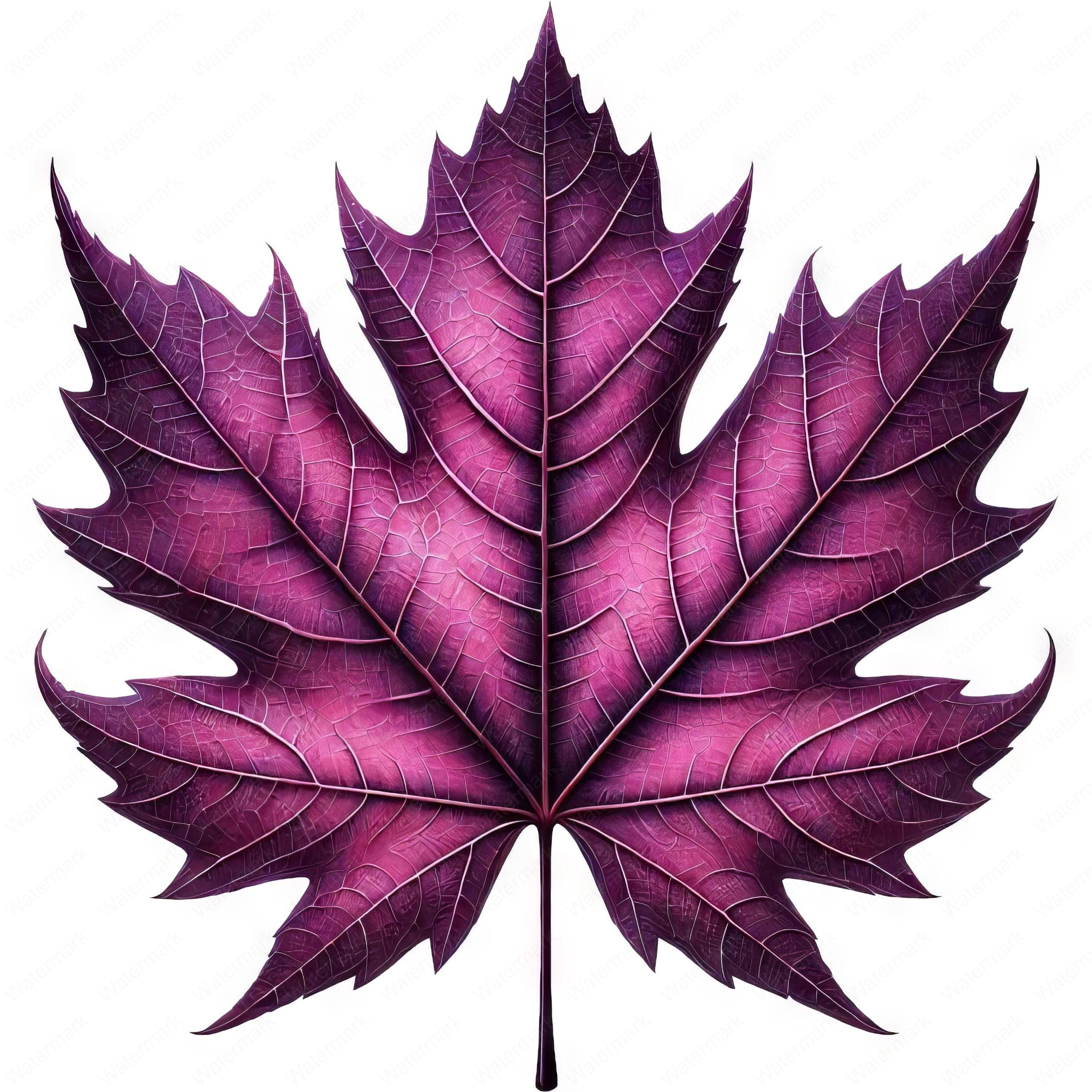 Colorful Maple Leaf Clipart Bundle: Autumn Art Printables (digital ...
