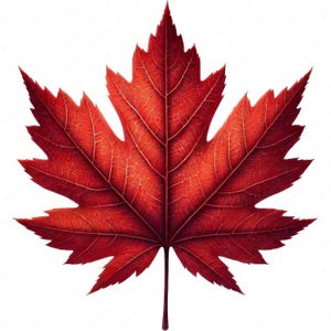 Colorful Maple Leaf Clipart Bundle: Autumn Art Printables (digital Download) - Etsy