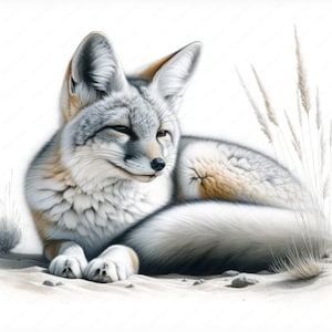 Cute Kit Fox Clipart Adorable Cute Kit Fox Clipart Bundle 10 High ...