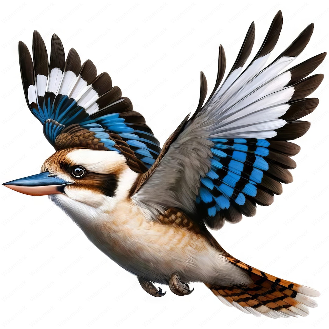 Kookaburra Clipart | Adorable Kookaburra Clipart Bundle | 10 High ...