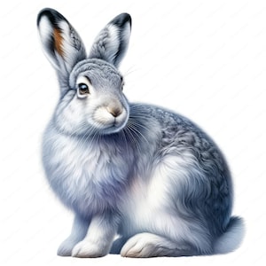 Arctic Hare Clipart Clipart Bundle 10 High-quality Images Wall Art ...