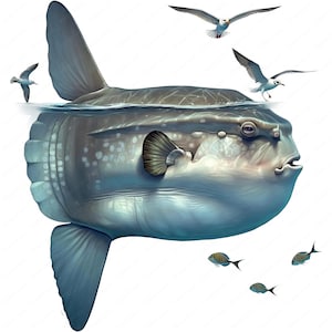 Ocean Sunfish Clipart | Realistic Ocean Sunfish Clipart Bundle | 10 ...
