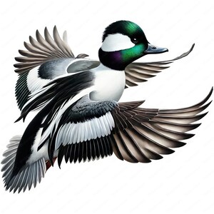 Bufflehead Clipart Charming Bufflehead Clipart Bundle 10 High-quality ...