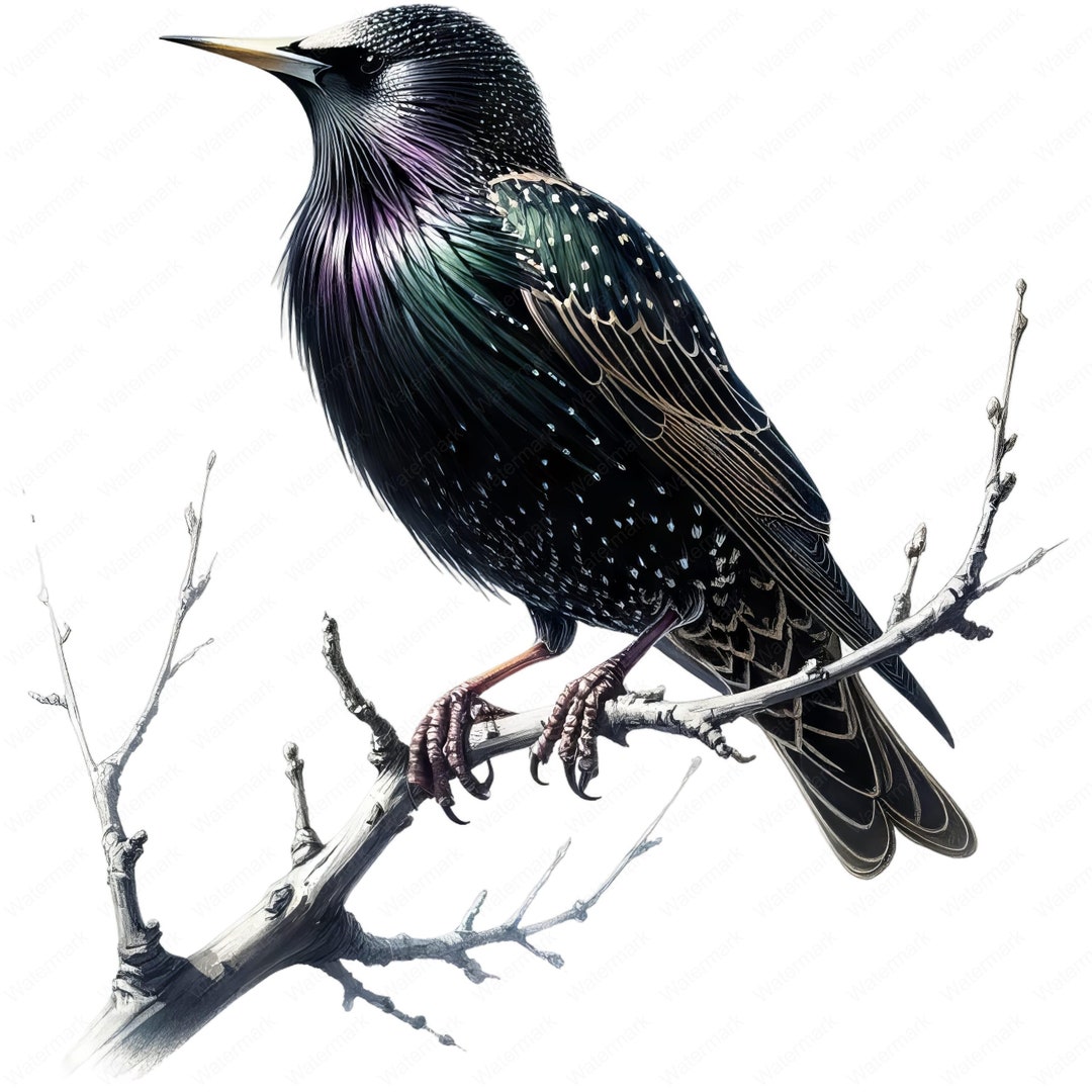 Starling Bird Clipart Bundle: 10 JPG & PNG Designs (digital Download ...