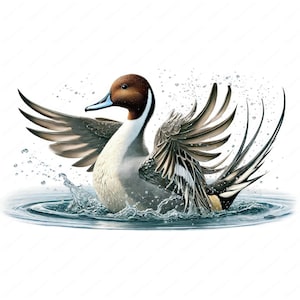 Pintail Clipart | Elegant Pintail Clipart Bundle | 10 High-quality ...