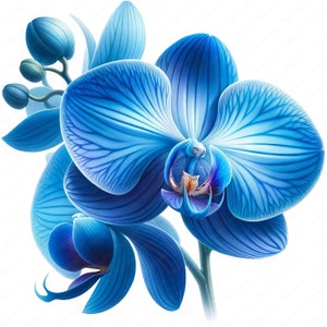 Blue Orchid Clipart Bundle | Floral Art Designs (digital Download) - Etsy