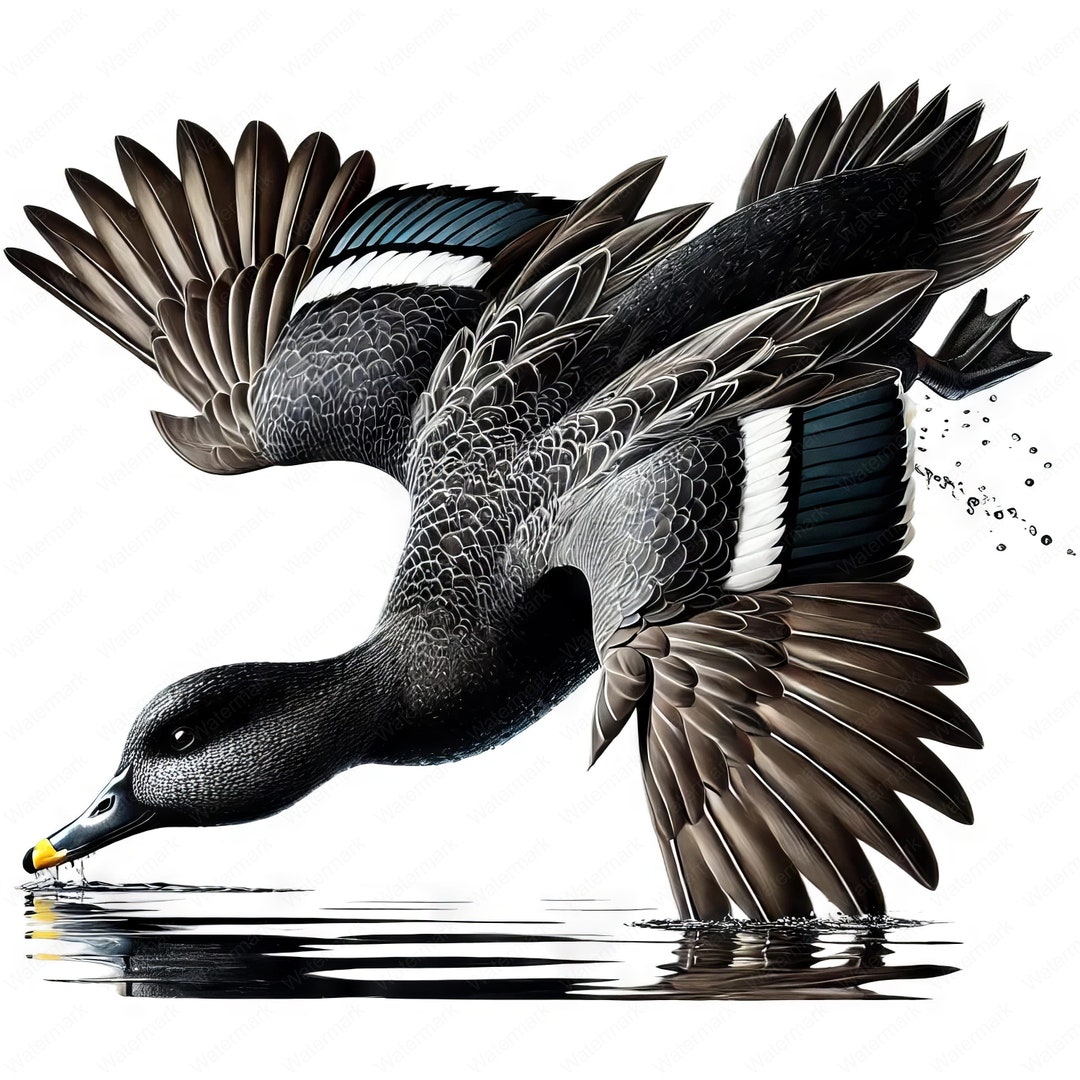 Black Duck Clipart | Elegant Black Duck Clipart Bundle | 10 High ...