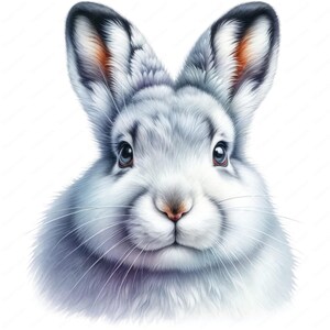 Arctic Hare Clipart Clipart Bundle 10 High-quality Designs Wall Art ...