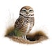 Burrowing Owl Clipart Bundle: 10 Wildlife Art Designs (digital Download ...