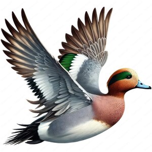 Wigeon Clipart Bundle: 10 Waterfowl Art Designs (digital Download) - Etsy