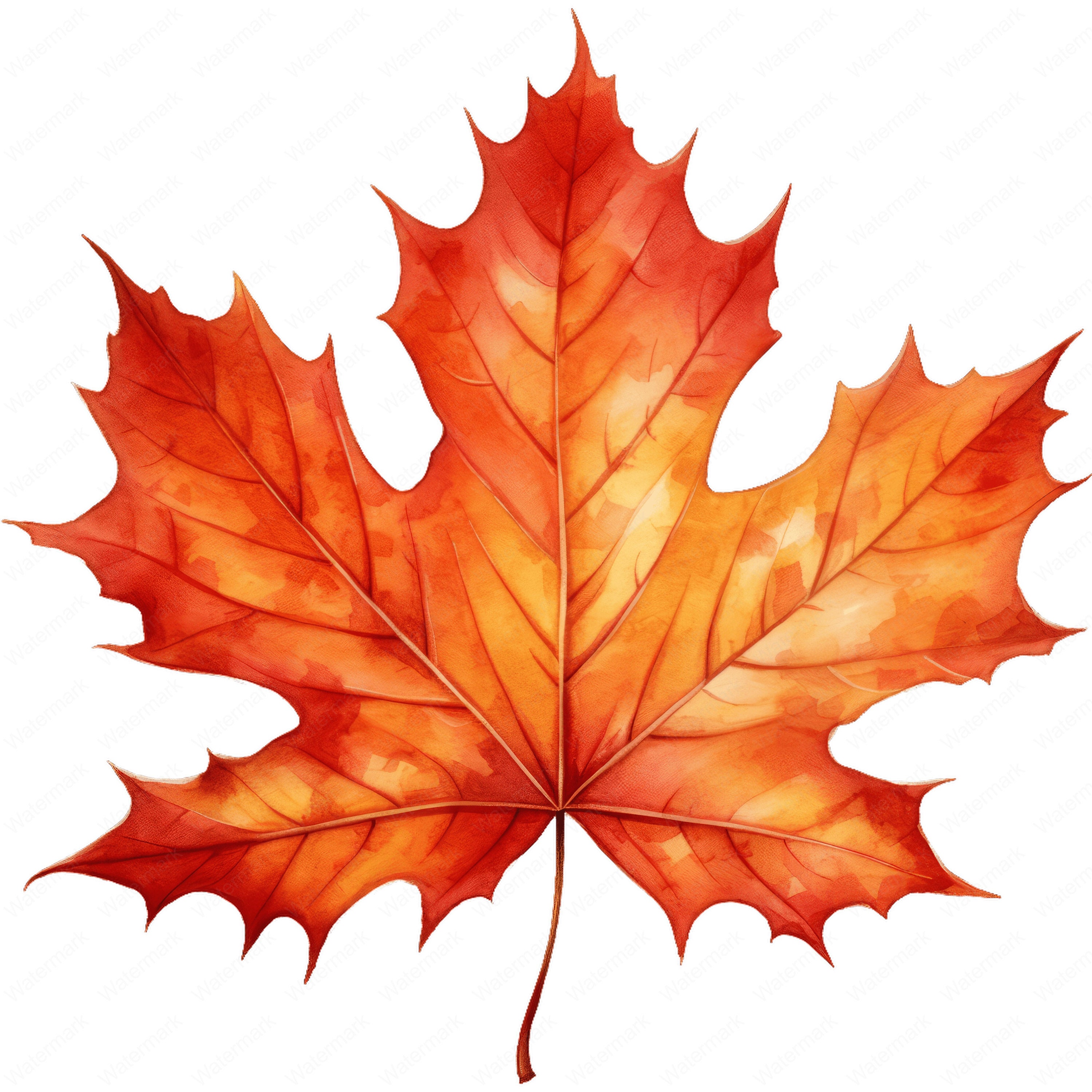 Elegant Maple Leaf Clipart Bundle | Autumn Art (digital Download) - Etsy
