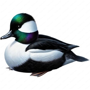 Bufflehead Clipart | Charming Bufflehead Clipart Bundle | 10 High ...