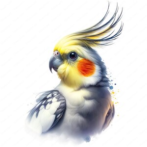 Cockatiel Clipart | Colorful Cockatiel Clipart Bundle | 10 High-quality ...