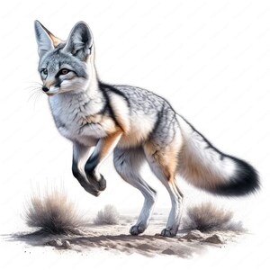 Cute Kit Fox Clipart Adorable Cute Kit Fox Clipart Bundle 10 High ...