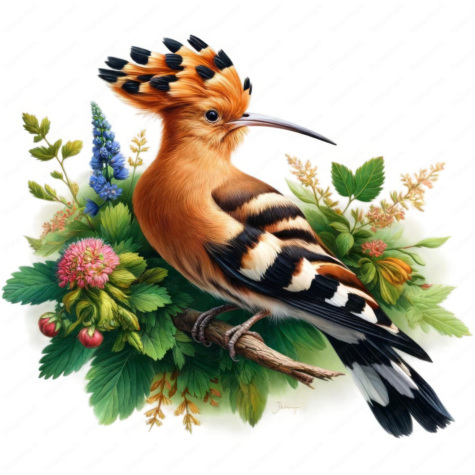 Hoopoe Bird Clipart Realistic Hoopoe Bird Clipart Bundle 10 High ...