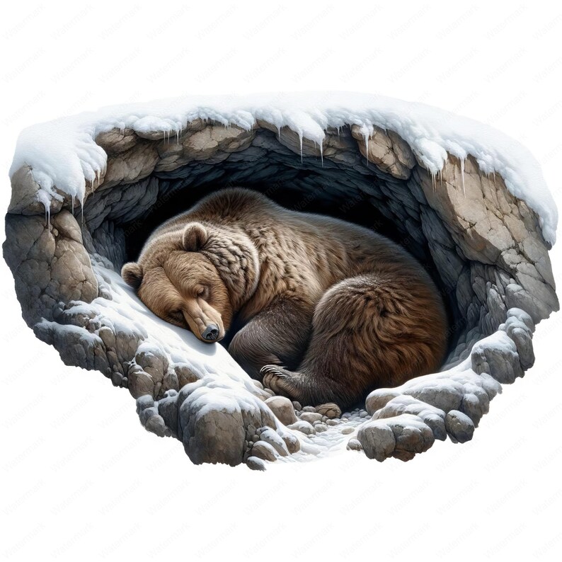 Hibernating Bear Clipart Bundle: Cozy Winter Animal Art (digital ...