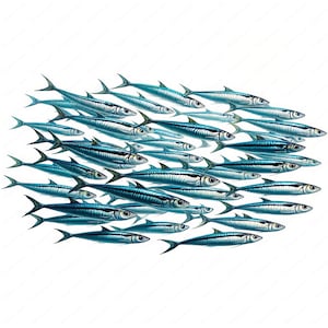 Sardine Clipart | Detailed Sardine Clipart Bundle | 10 High-quality ...