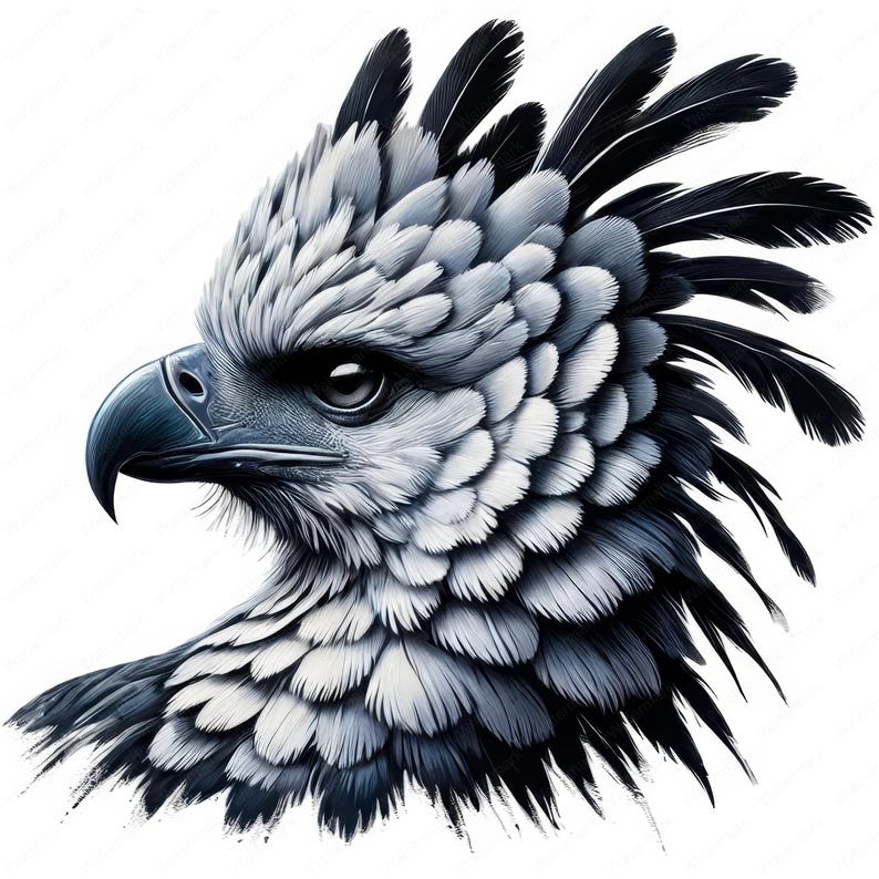 Majestic Harpy Eagle Clipart Bundle: Wildlife Art (digital Download ...