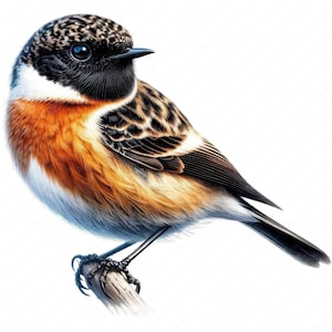 Stonechat Clipart | Clipart Bundle | 10 Delightful Designs | Bird Art ...