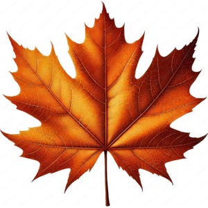 Colorful Maple Leaf Clipart Bundle: Autumn Art Printables (digital ...