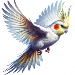 Cockatiel Clipart | Colorful Cockatiel Clipart Bundle | 10 High-quality ...