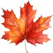 Elegant Maple Leaf Clipart Bundle | Autumn Art (digital Download) - Etsy