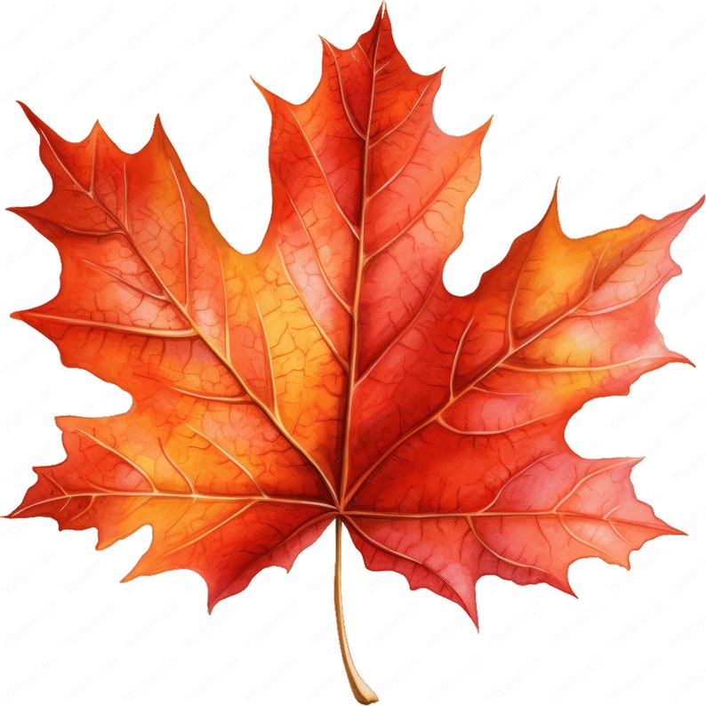 Elegant Maple Leaf Clipart Bundle | Autumn Art (digital Download) - Etsy